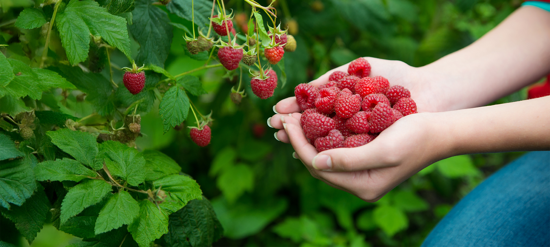 Best Raspberry Growers | Coir Media UK