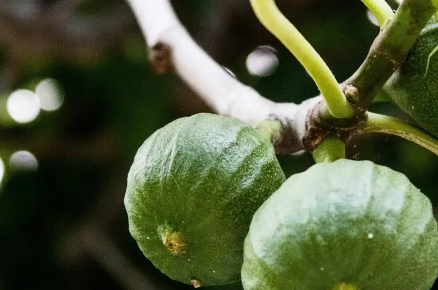 Fig Farming - Coir Media